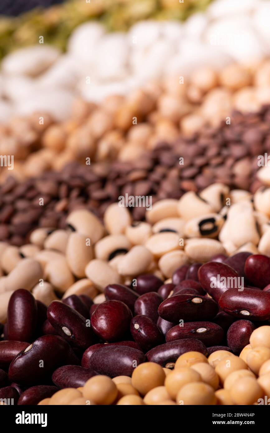 variety of dried legumes arranged in rows by species and color ...