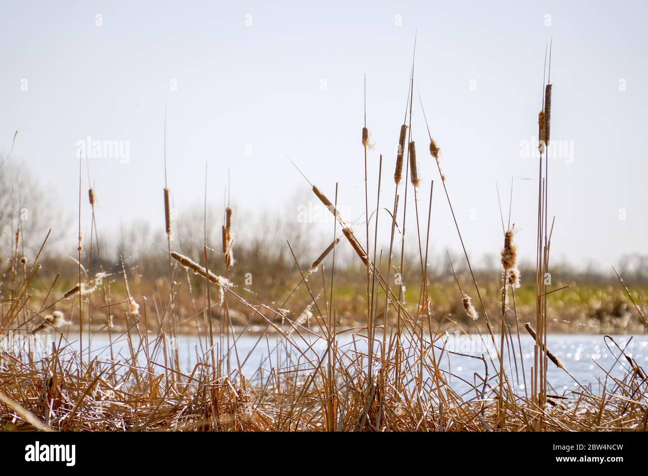 Dry swamp grass. Ripe dry cattail on the lake Stock Photo - Alamy