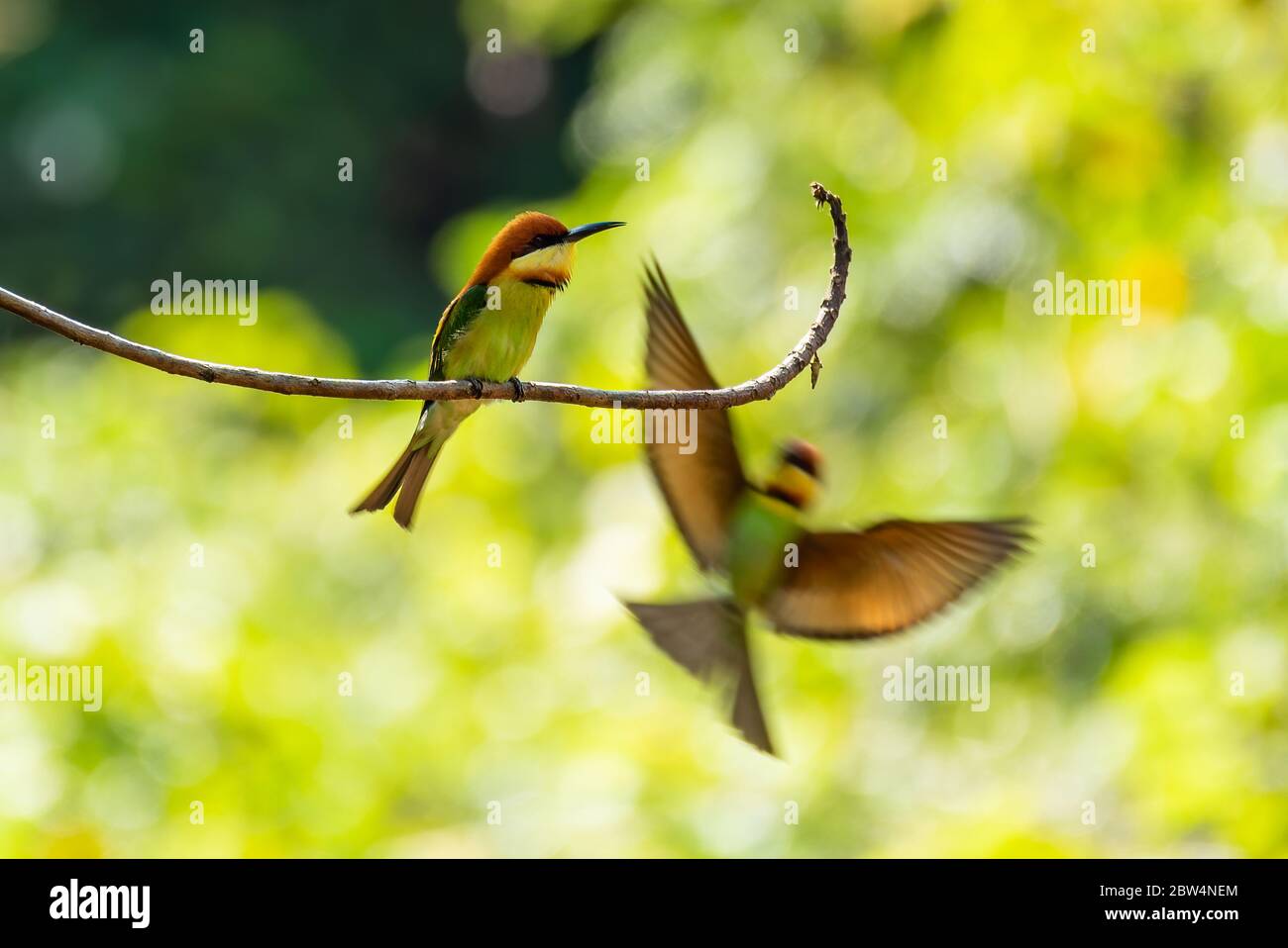 Chestnut tree of india hi-res stock photography and images - Alamy