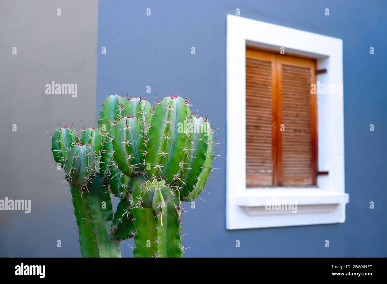 Cacti and closed blinds hi-res stock photography and images - Alamy