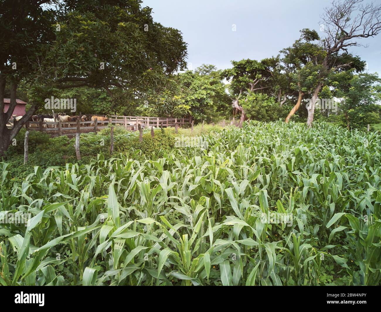 Green natural farm theme. Farming in nicaragua Stock Photo - Alamy