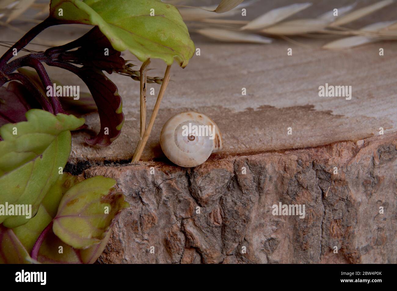 Tree snail hawaii hi-res stock photography and images - Alamy