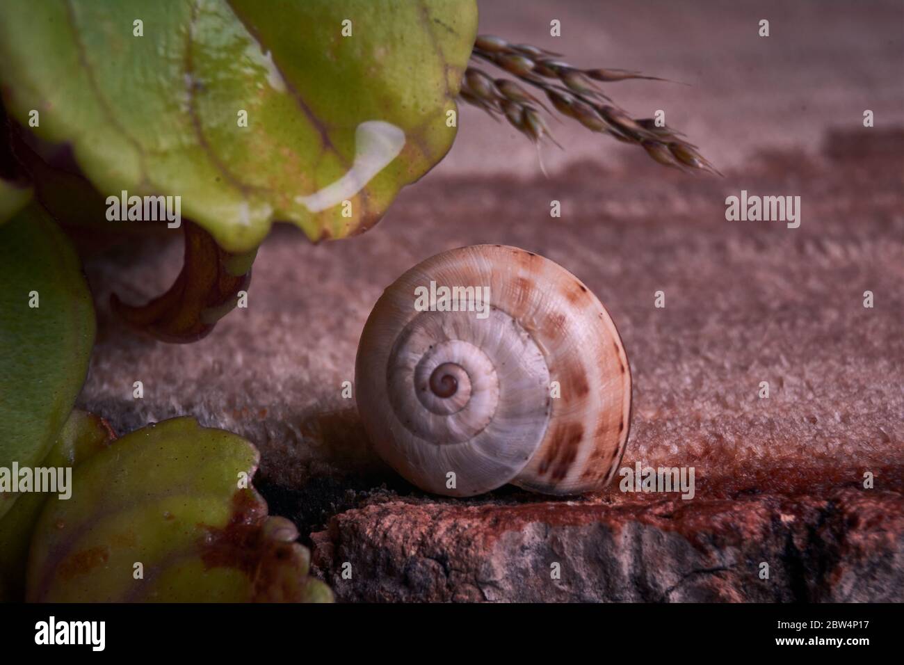 Hawaii tree snail hi-res stock photography and images - Alamy
