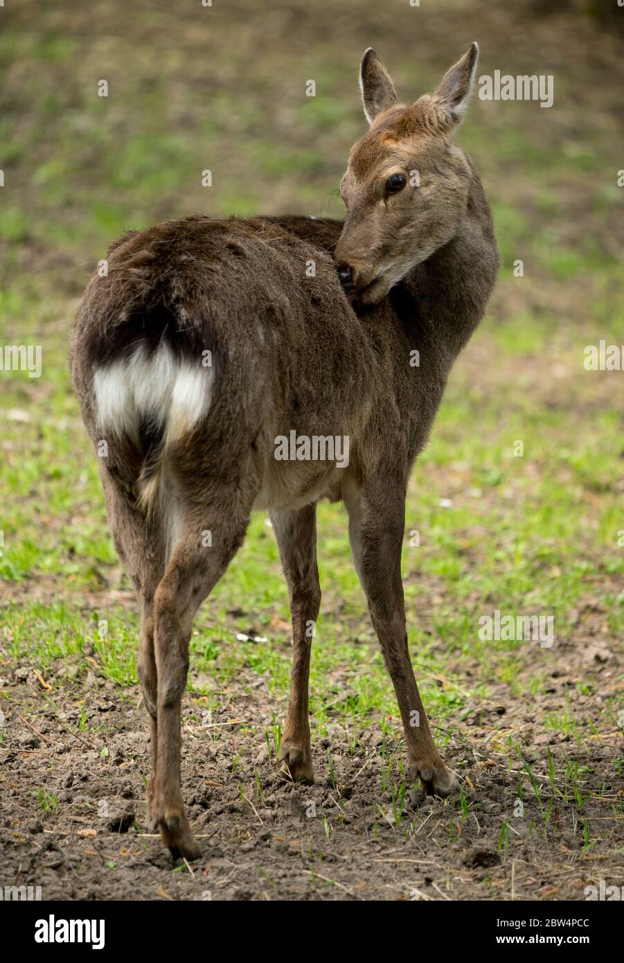 Sika deer known spotted japanese hi-res stock photography and images ...