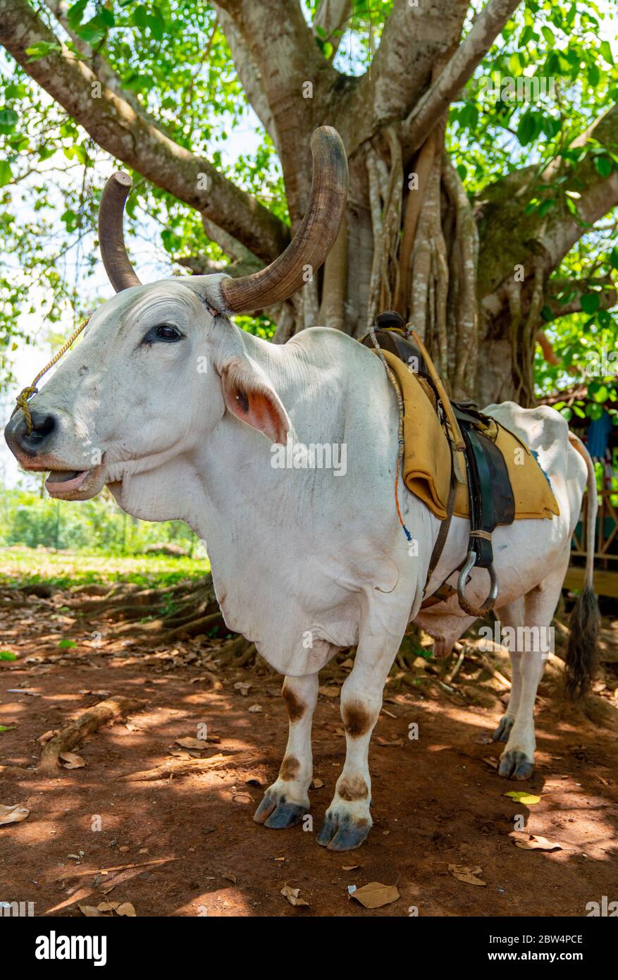 Saddle cow hi-res stock photography and images - Alamy