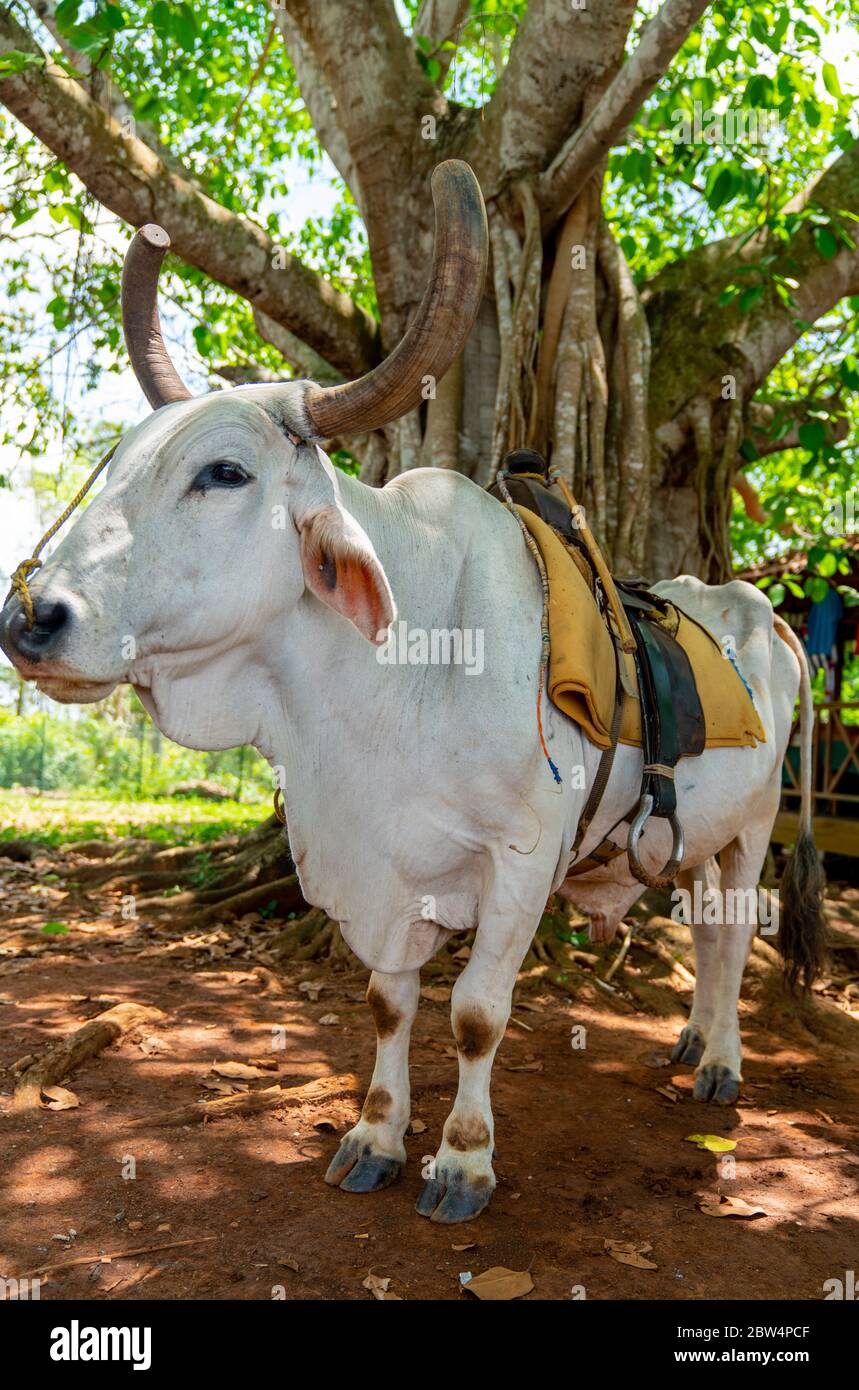 Saddle cow hi-res stock photography and images - Alamy