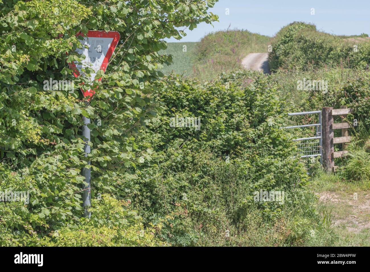Obscured hidden road sign hi-res stock photography and images - Alamy