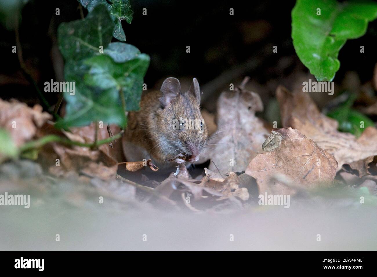 Wood Mouse (Apodemus sylvaticus Stock Photo - Alamy