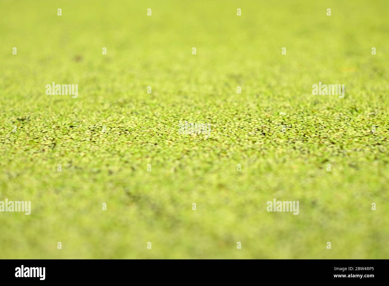 Common duckweed, lesser duckweed (Lemna minor) aquatic fresh water ...