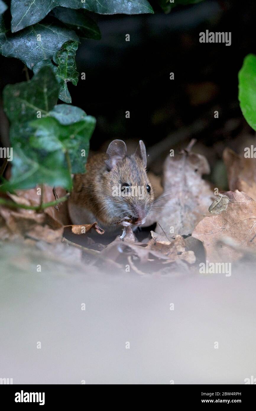 Wood Mouse (Apodemus sylvaticus Stock Photo - Alamy