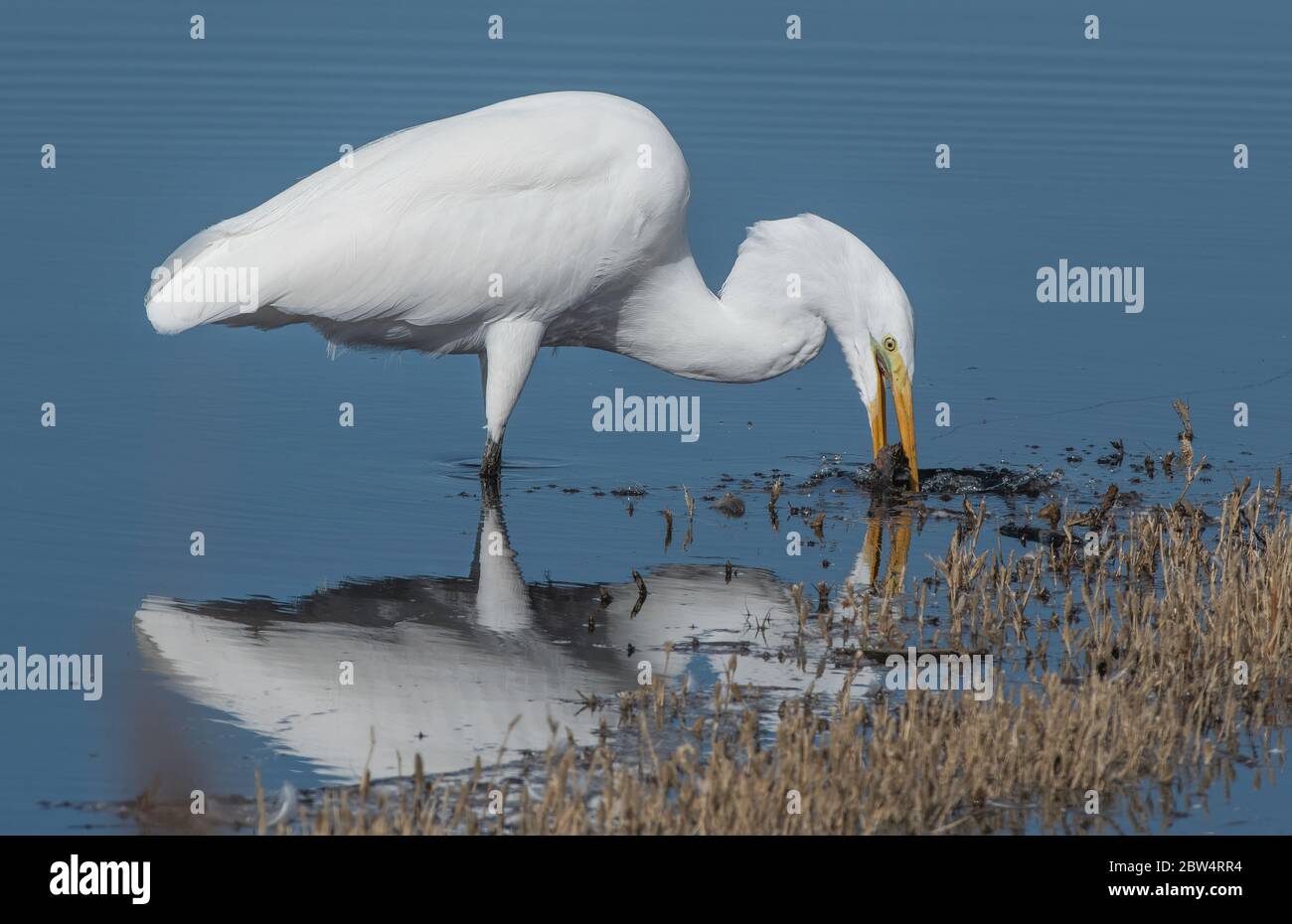 A Great Egret, Ardea alba, captures a California Meadow Vole, Microtus ...