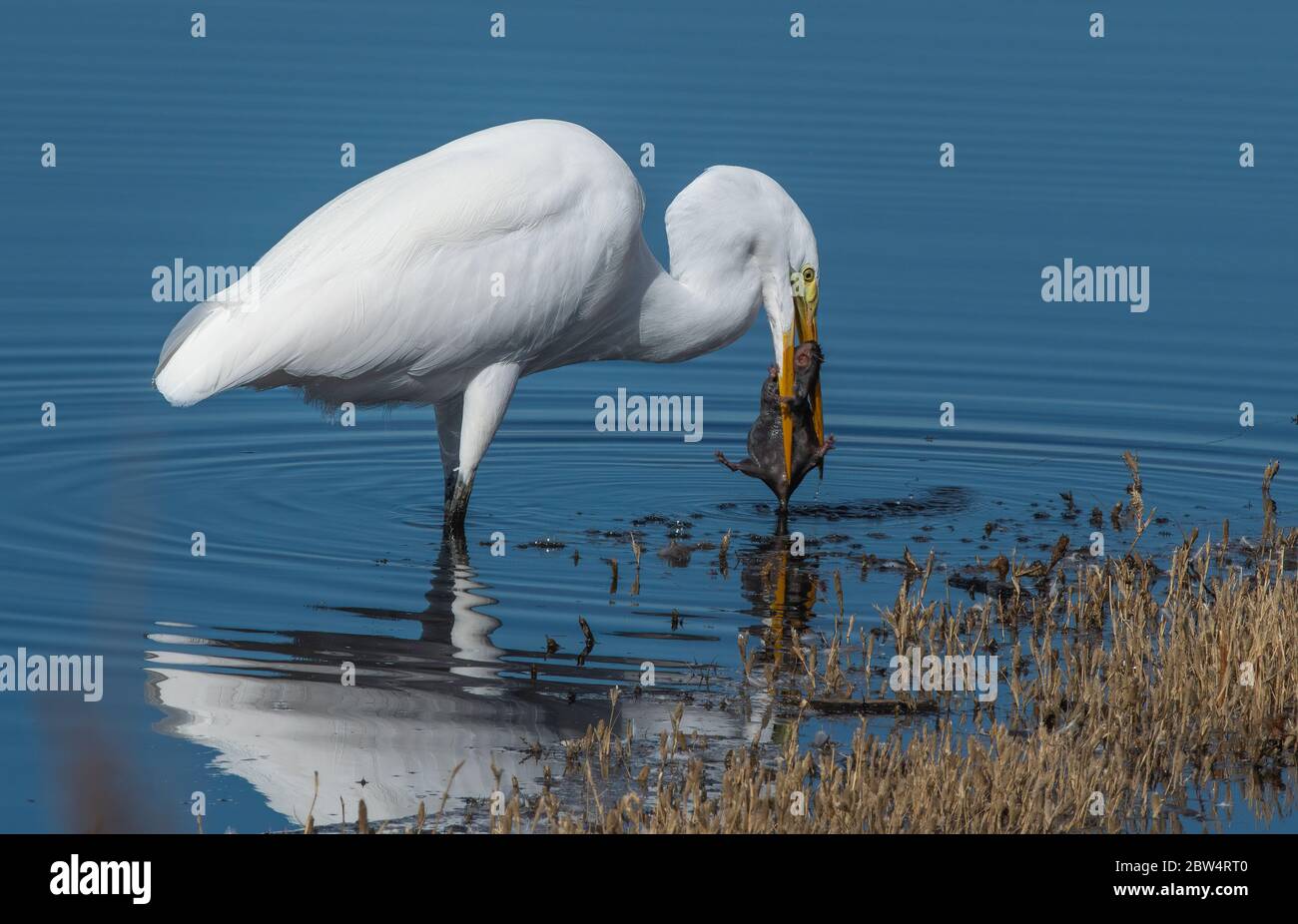 A Great Egret, Ardea alba, captures a California Meadow Vole, Microtus ...