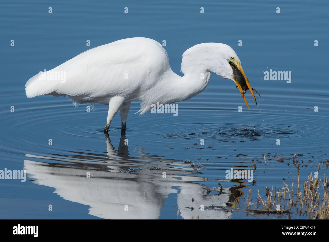 A Great Egret, Ardea alba, swallows a California Meadow Vole, Microtus ...