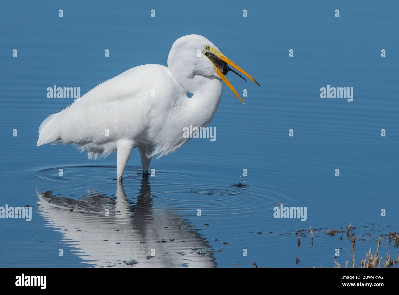 A Great Egret, Ardea alba, swallows a California Meadow Vole, Microtus ...