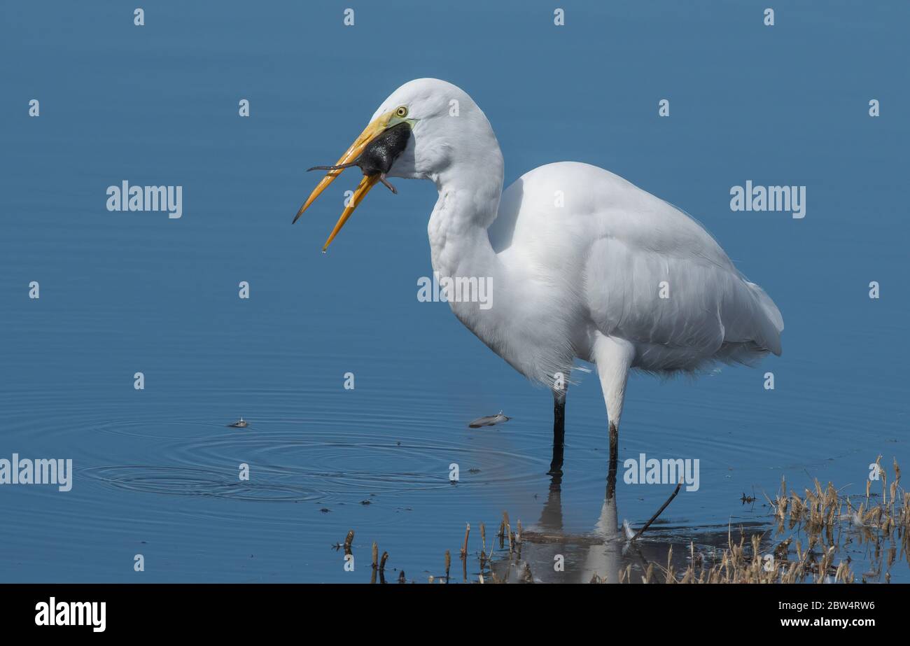 A Great Egret, Ardea alba, swallows a California Meadow Vole, Microtus ...