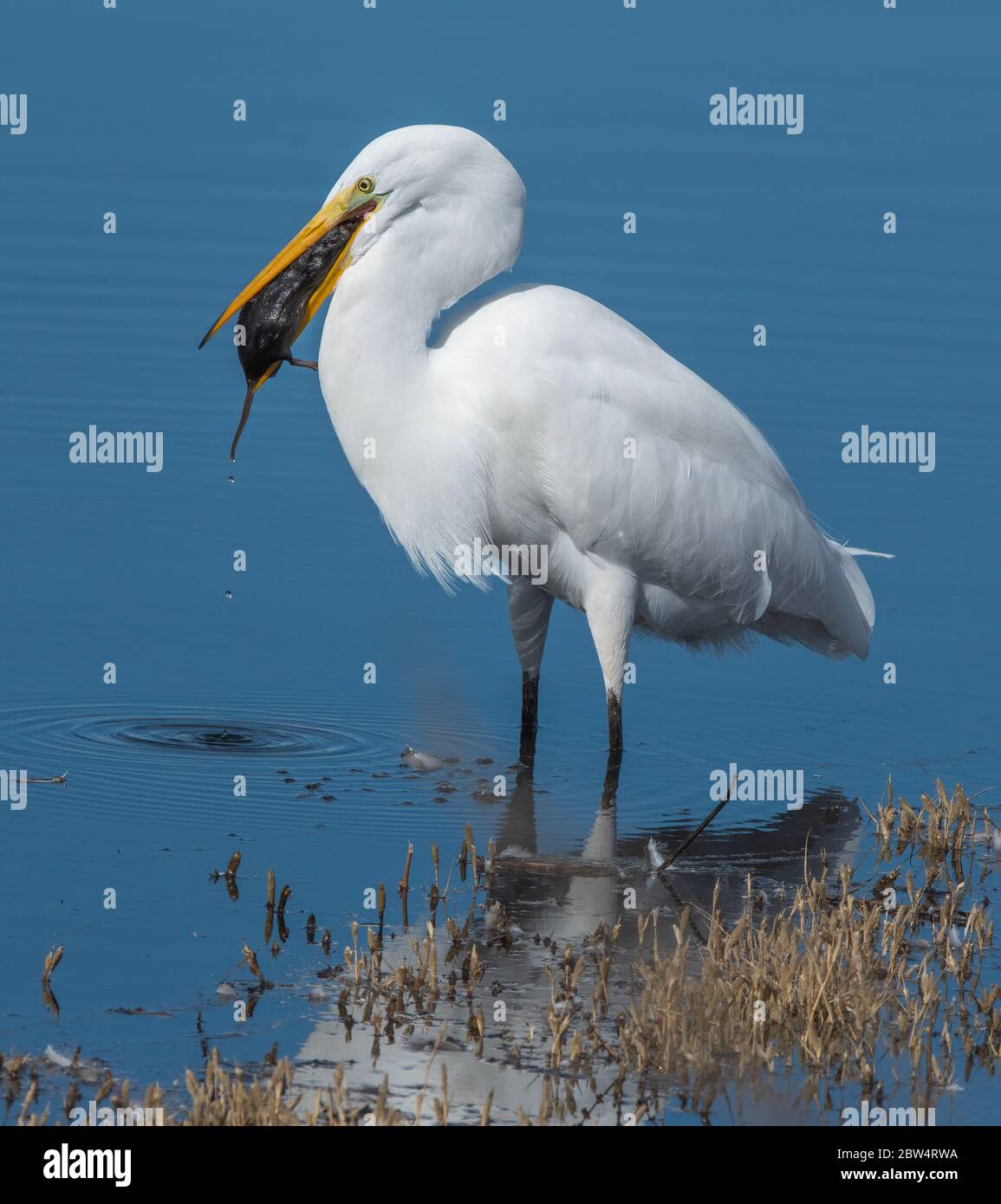 A Great Egret, Ardea alba, swallows a California Meadow Vole, Microtus ...