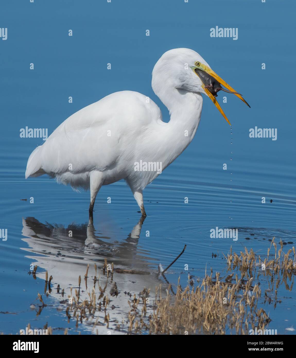 A Great Egret, Ardea alba, swallows a California Meadow Vole, Microtus ...