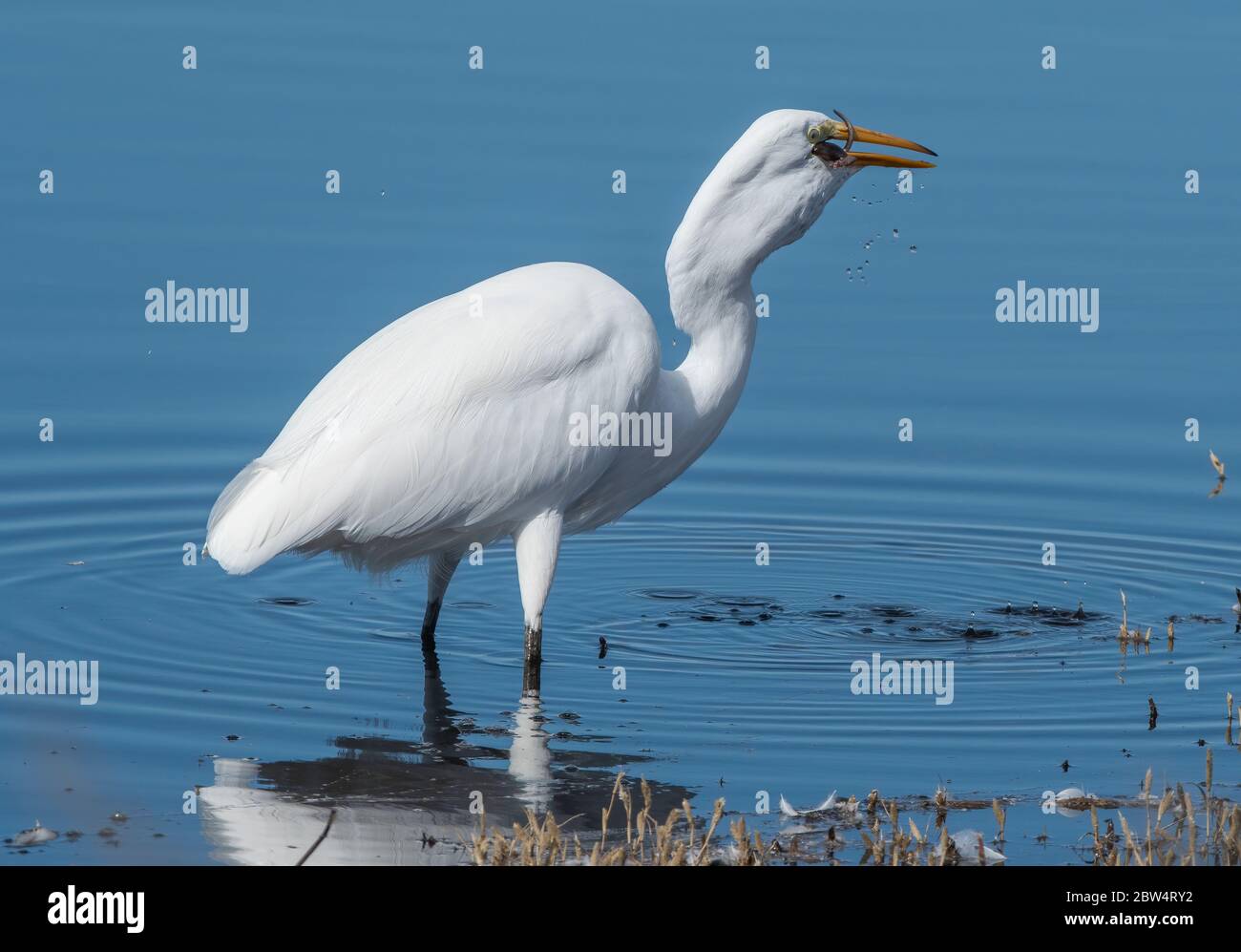 A Great Egret, Ardea alba, swallows a California Meadow Vole, Microtus ...