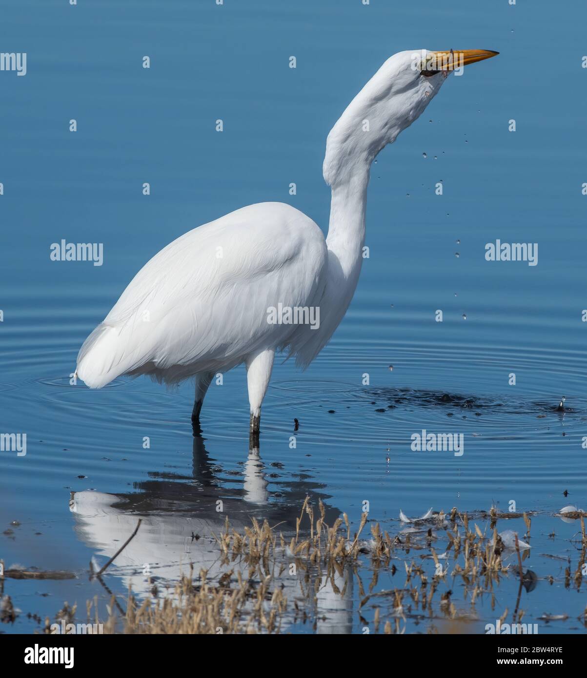 A Great Egret, Ardea alba, swallows a California Meadow Vole, Microtus ...