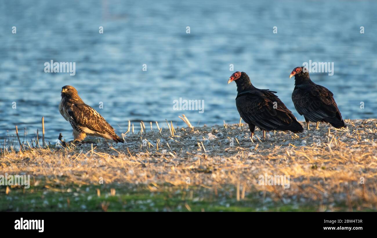 A Red-tailed Hawk, Buteo jamaicensis, and two Turkey Vultures ...