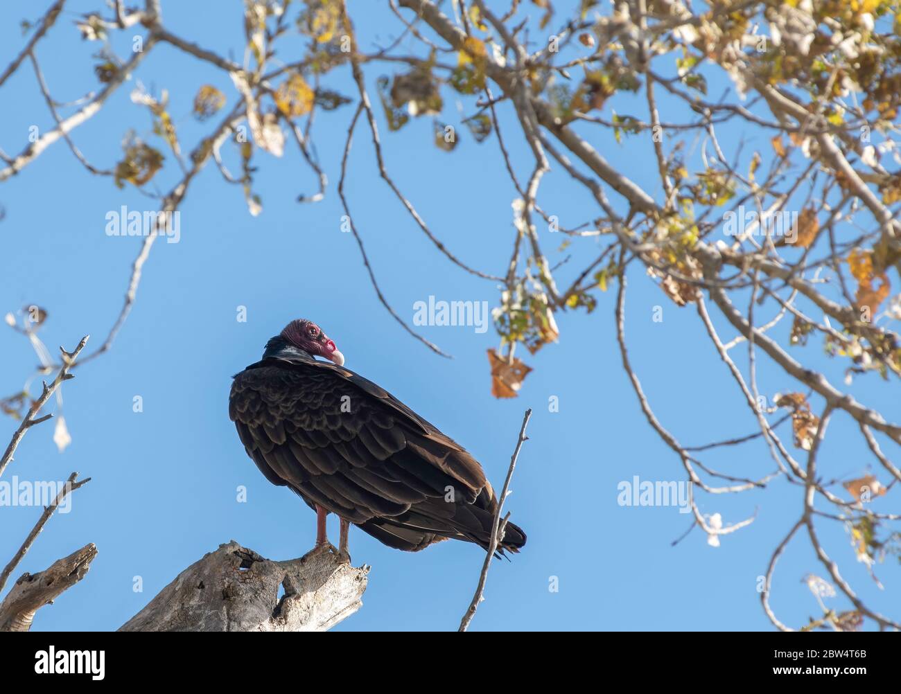 A Turkey Vulture, Cathartes aura, perches in a tree at Sacramento ...