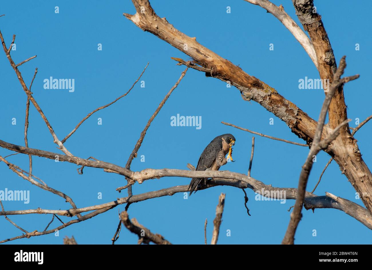 A Peregrine Falcon, Falco peregrinus, perches in a tree in Sacramento ...