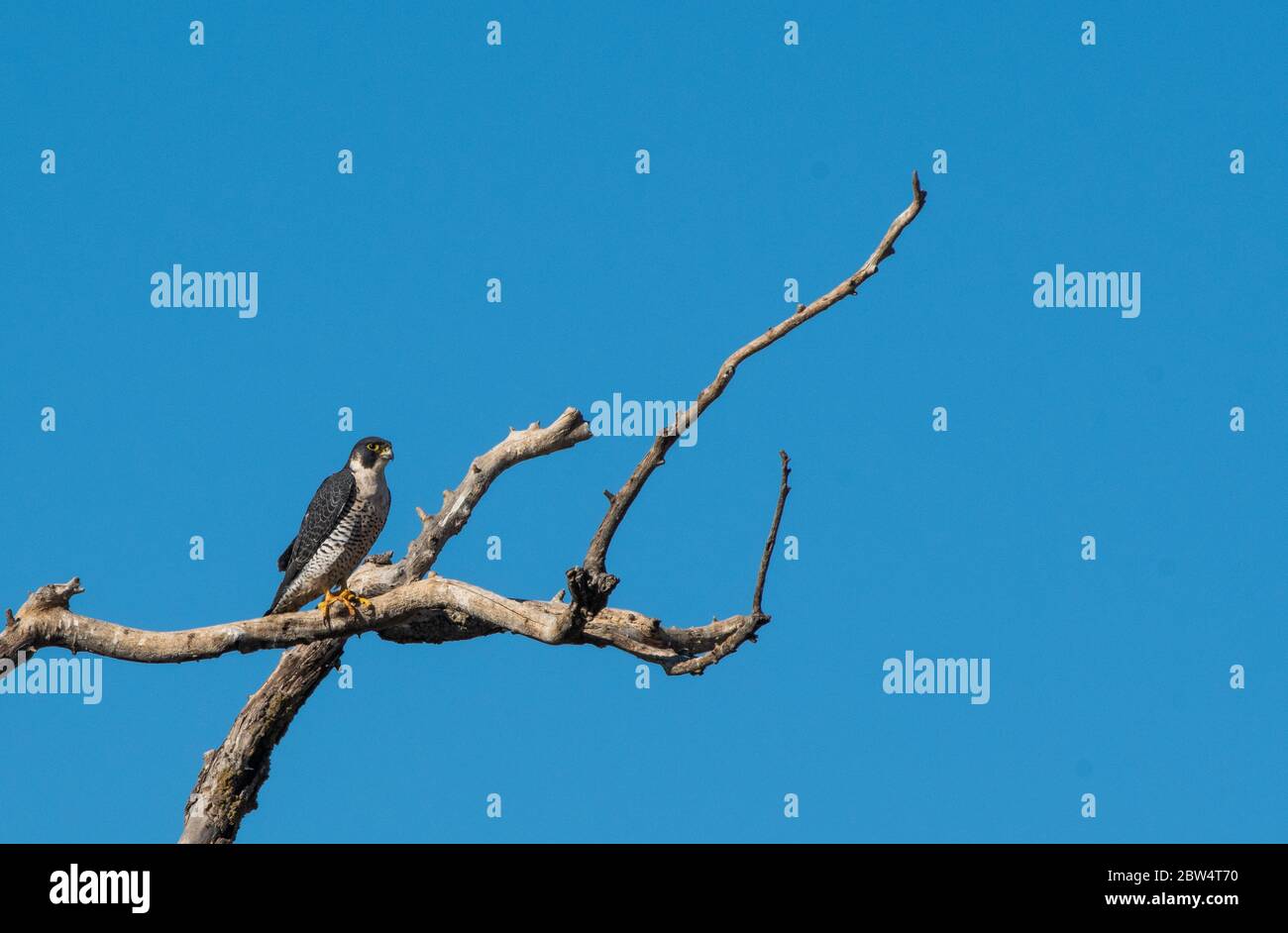 A Peregrine Falcon, Falco peregrinus, perches in a tree in Sacramento ...