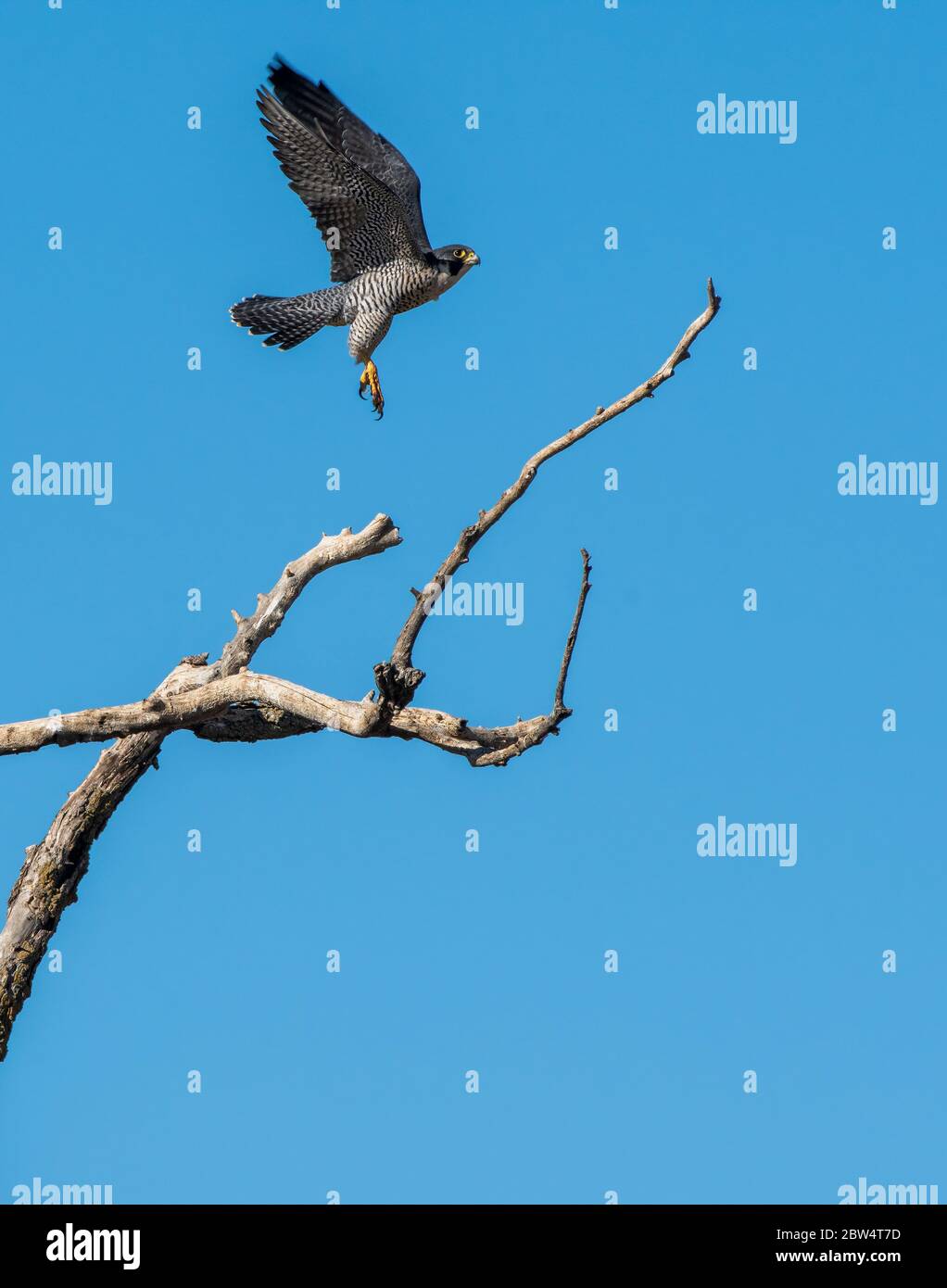 A Peregrine Falcon, Falco peregrinus, flies from a tree in Sacramento ...