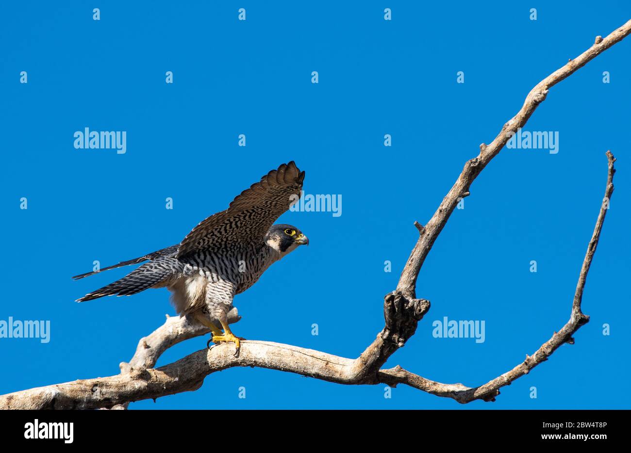 A Peregrine Falcon, Falco peregrinus, spreads its wings as it perches ...