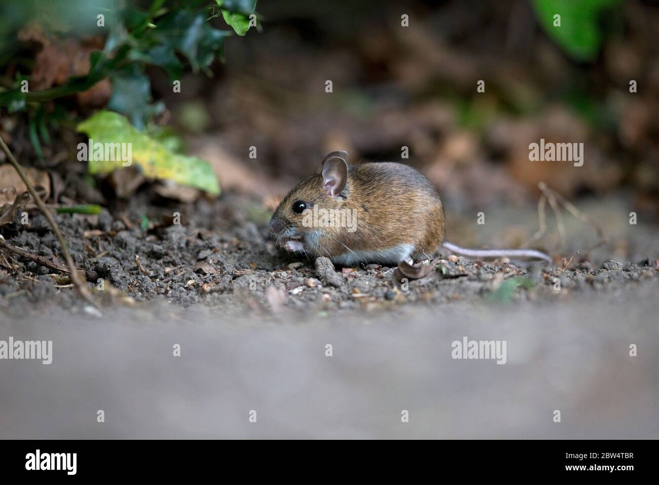 Wood Mouse (Apodemus sylvaticus Stock Photo - Alamy