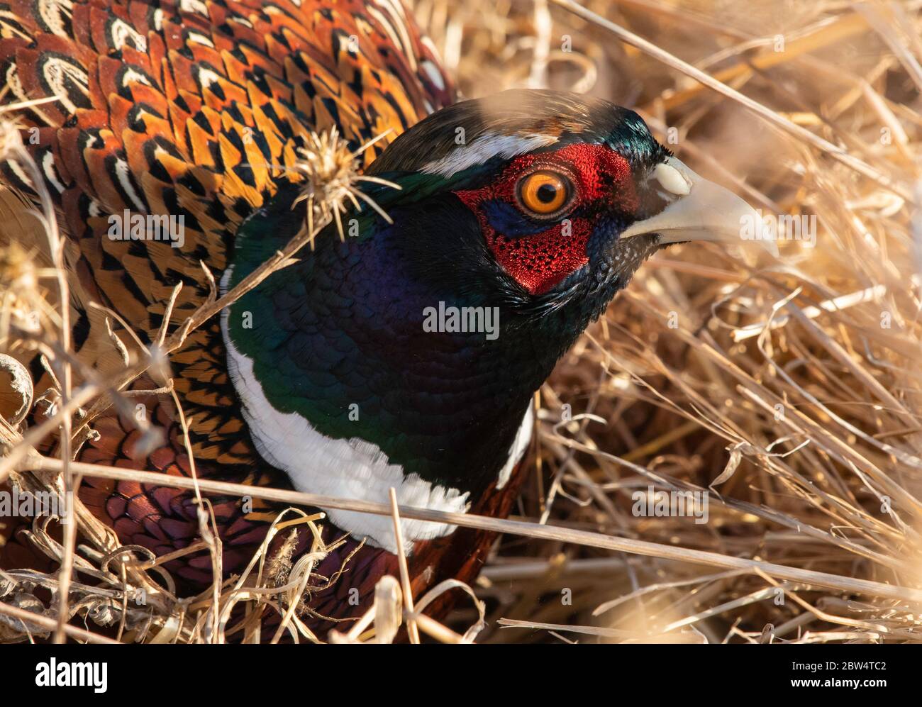 Ring-necked Pheasant, Phasianus colchicus, at Sacramento National ...