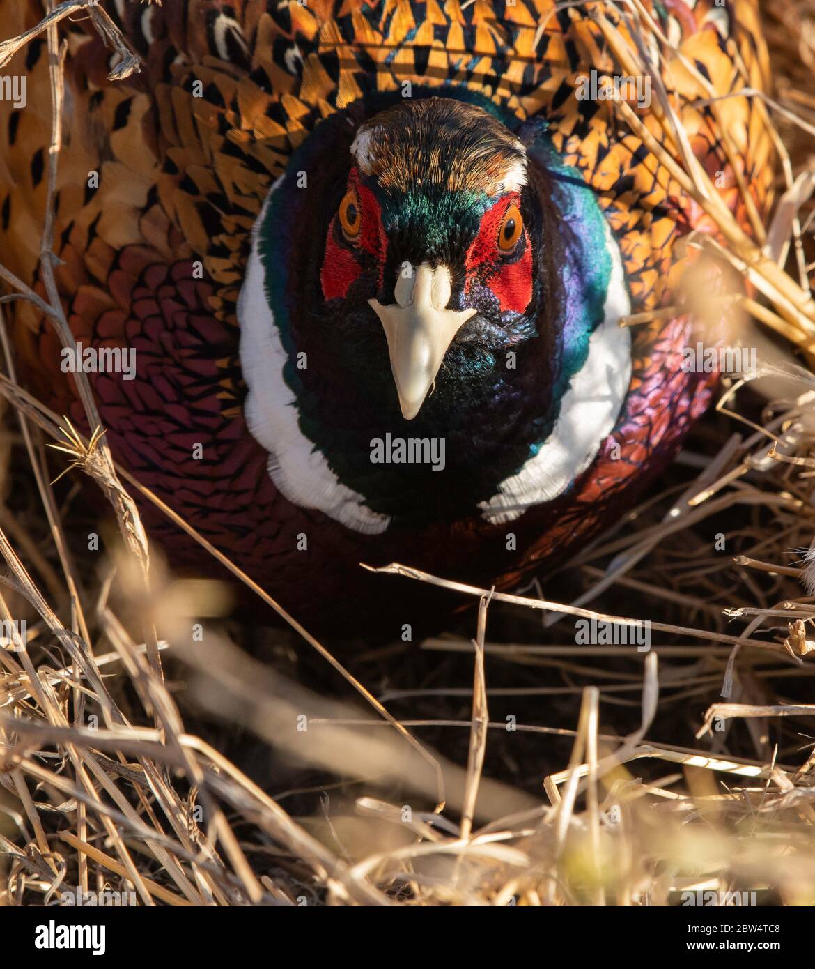 Ring-necked Pheasant, Phasianus colchicus, at Sacramento National ...