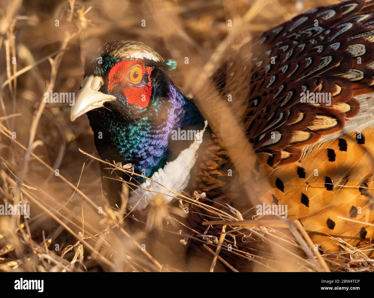 Ring-necked Pheasant, Phasianus colchicus, at Sacramento National ...