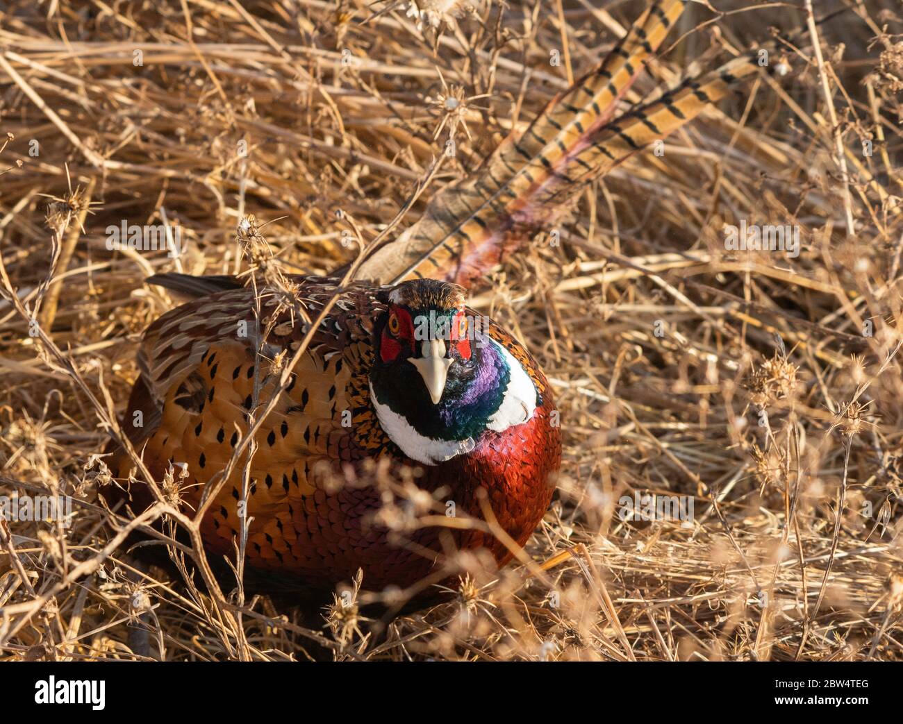 Ring-necked Pheasant, Phasianus colchicus, at Sacramento National ...
