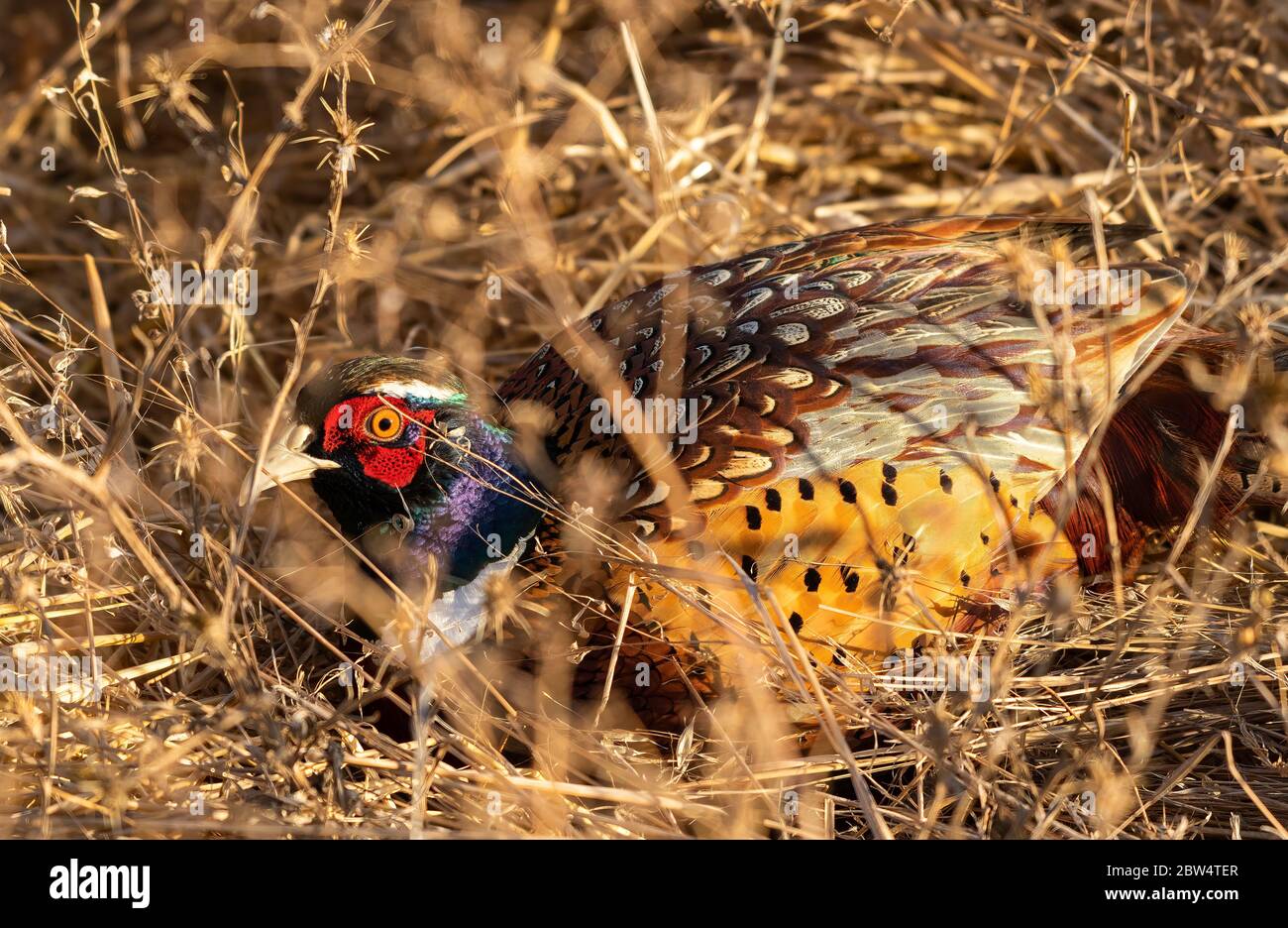 Ring-necked Pheasant, Phasianus colchicus, at Sacramento National ...