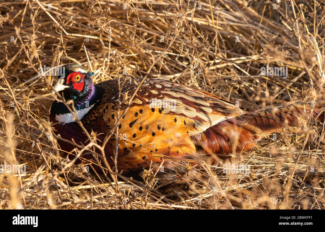 Ring-necked Pheasant, Phasianus colchicus, at Sacramento National ...