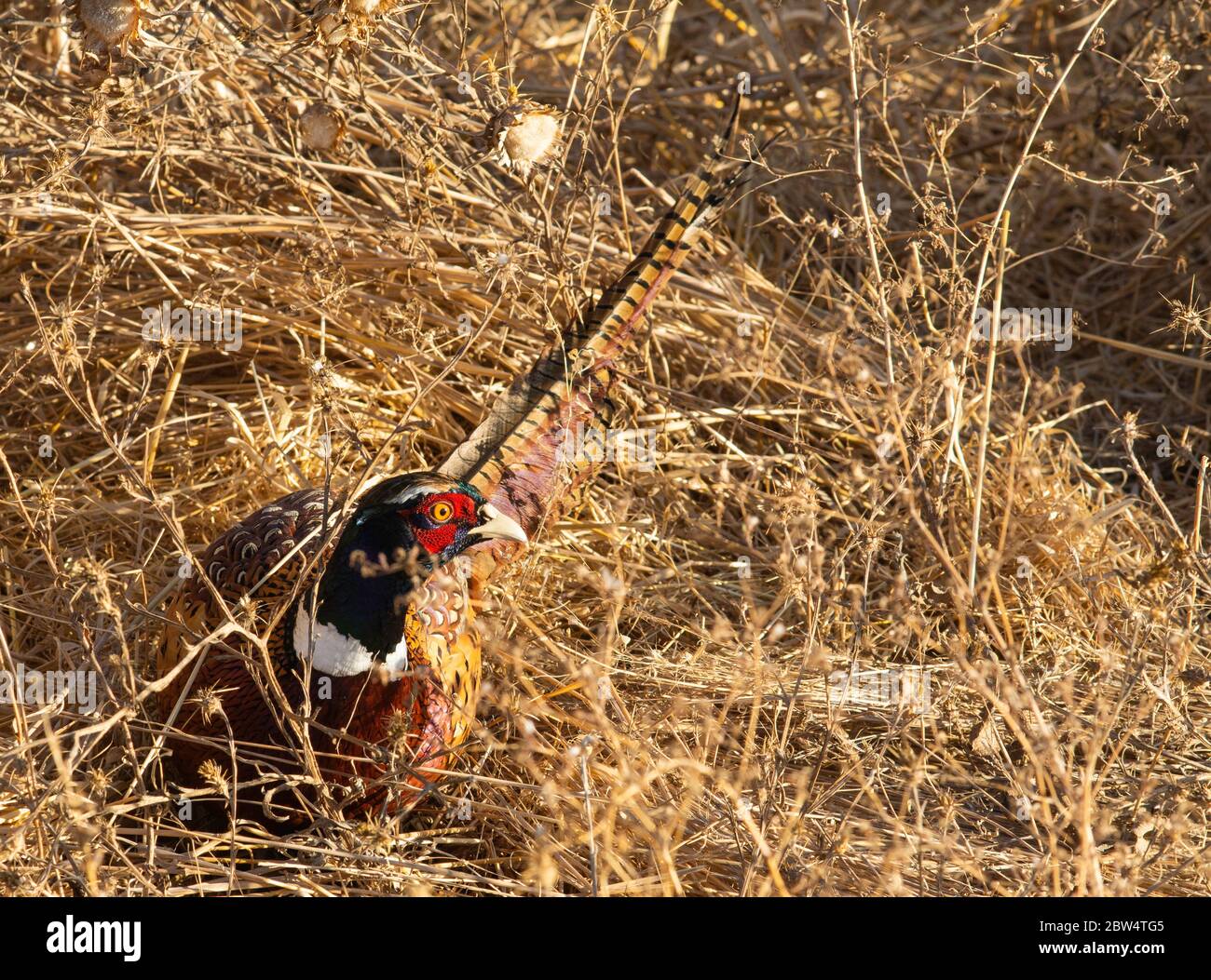 Ring-necked Pheasant, Phasianus colchicus, at Sacramento National ...