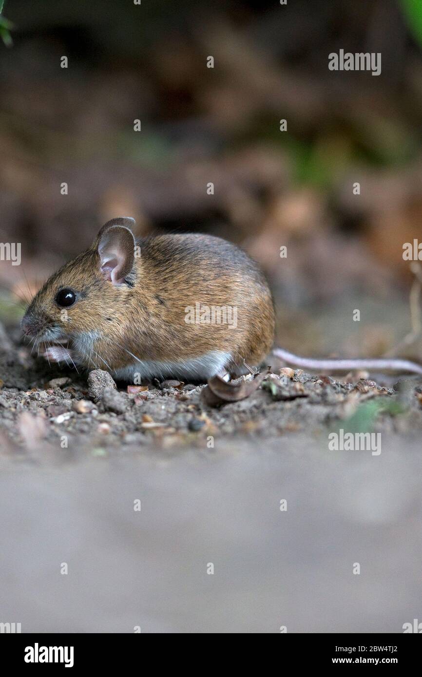 Wood Mouse (Apodemus sylvaticus Stock Photo - Alamy