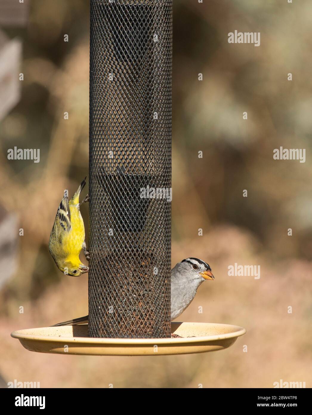 Lesser Goldfinch, Carduelis psaltria, and White-crowned Sparrow ...