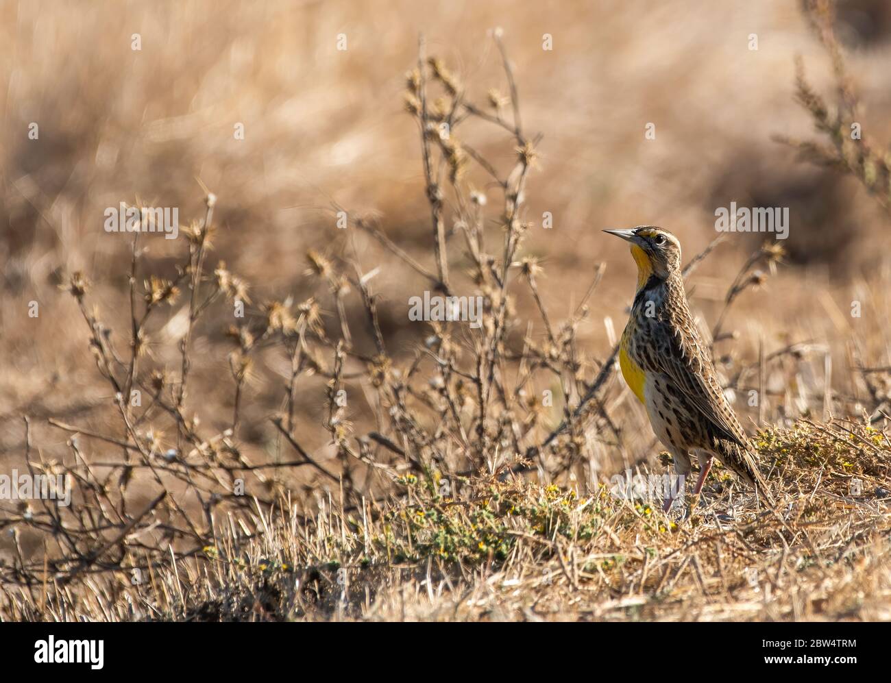 Western Meadowlark, Sturnella neglecta, perches on the ground in ...