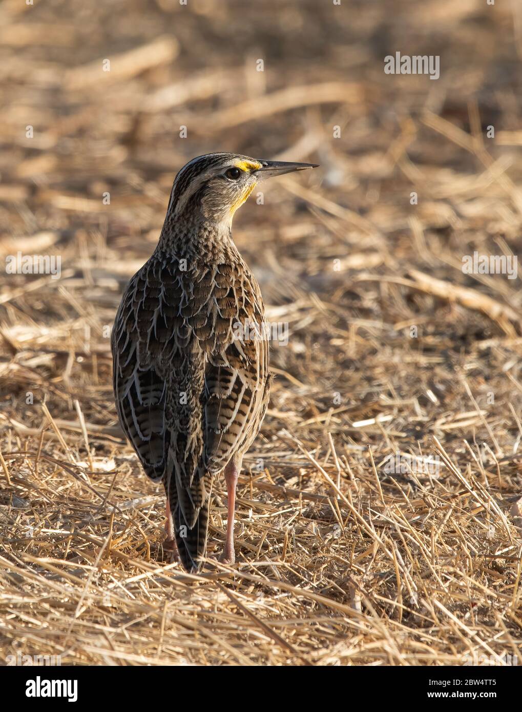 Western Meadowlark, Sturnella neglecta, perches on the ground in ...