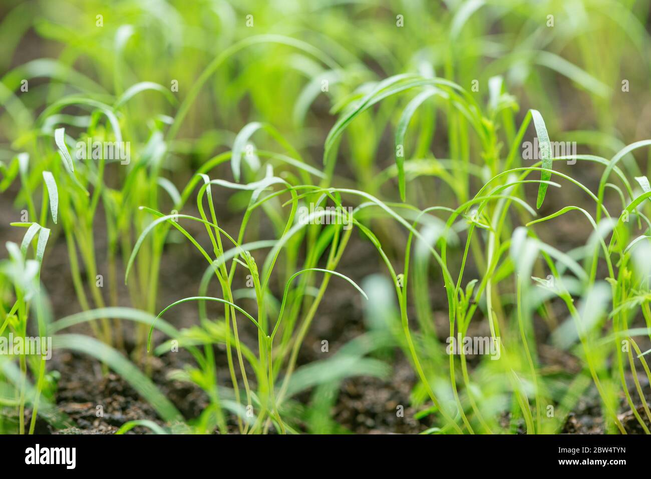 Young dill plants in hi-res stock photography and images - Alamy