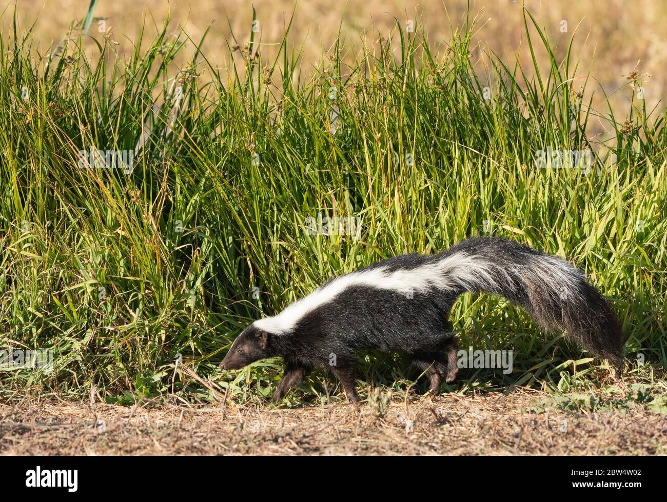 Striped Skunk, Mephitis mephitis, in Sacramento National Wildlife ...