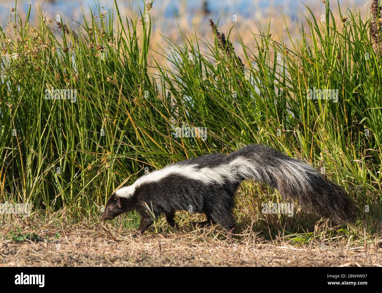 Striped Skunk, Mephitis mephitis, in Sacramento National Wildlife ...