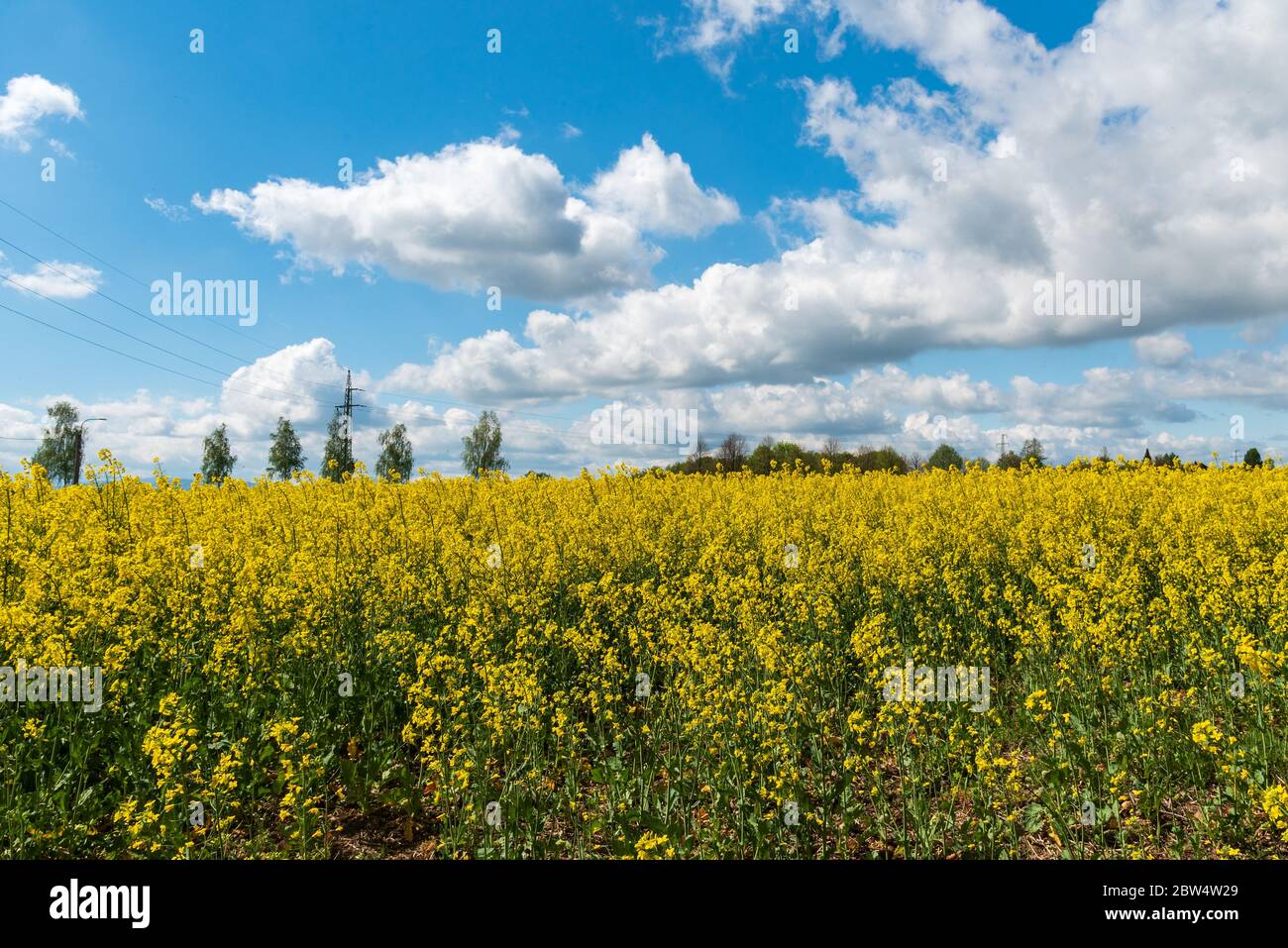 springtime rural landscape with flowering rapeseed field and blue sky ...