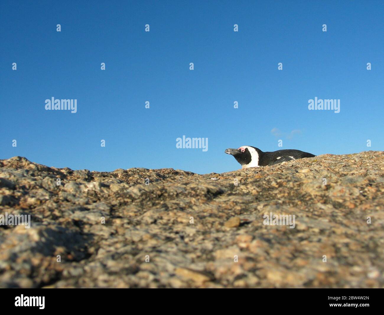 Boulders breeding colony hi-res stock photography and images - Alamy