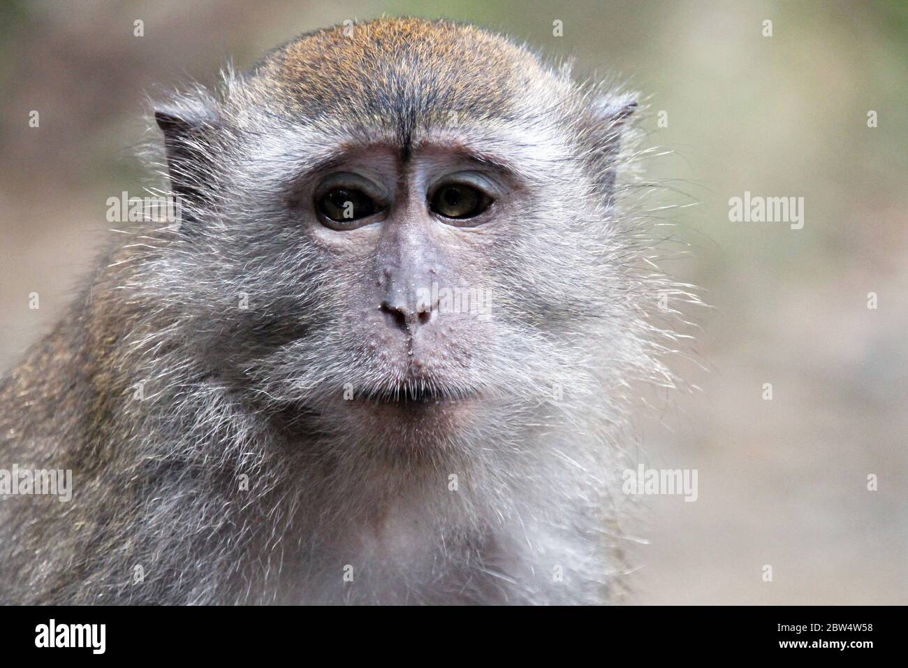 wild monkey on pulau ubin (singapore Stock Photo - Alamy