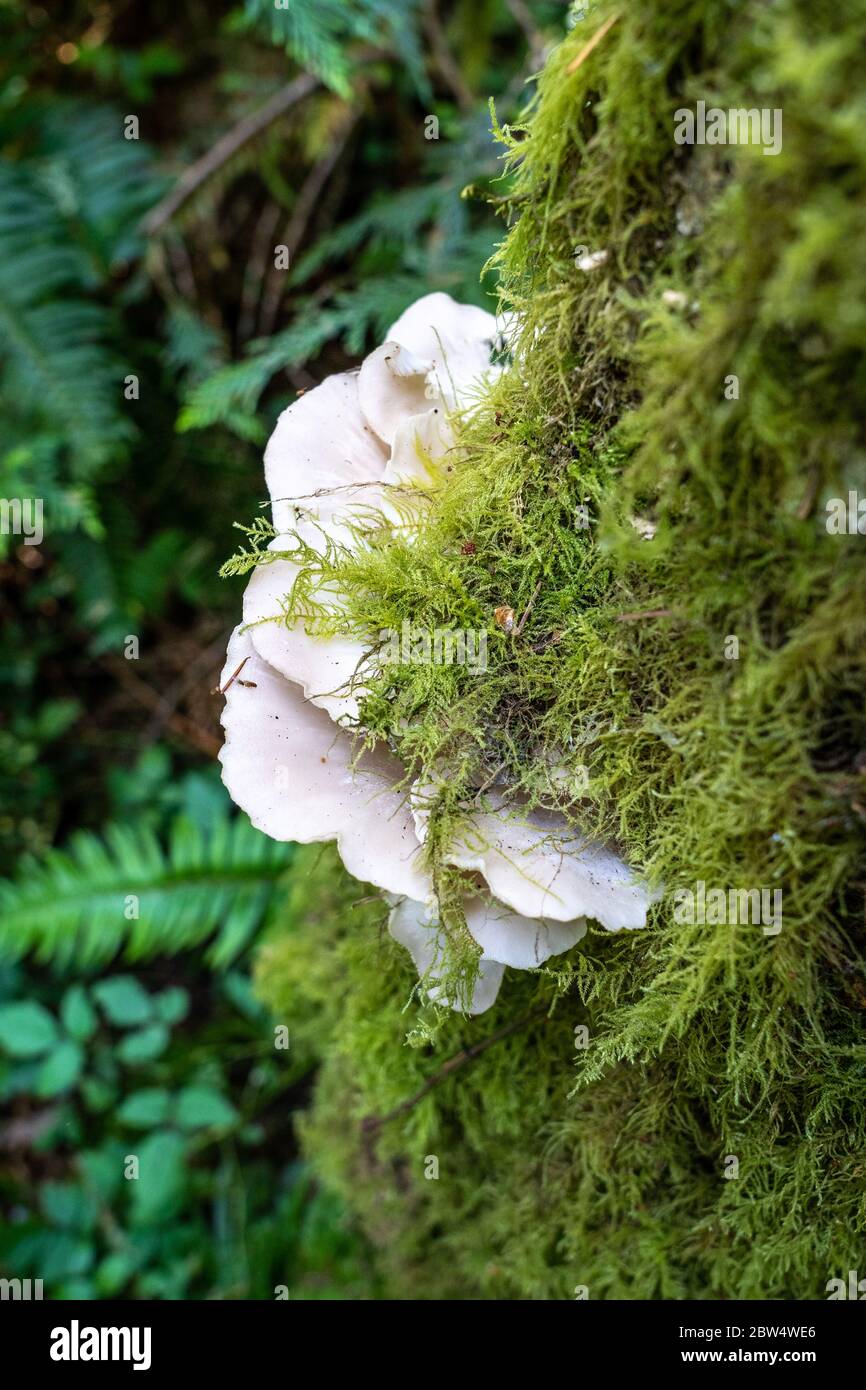 Oyster mushrooms, Pleurotus ostreatus, a Bracket Fungi, growing on mossy tree trunk, Hamilton ...