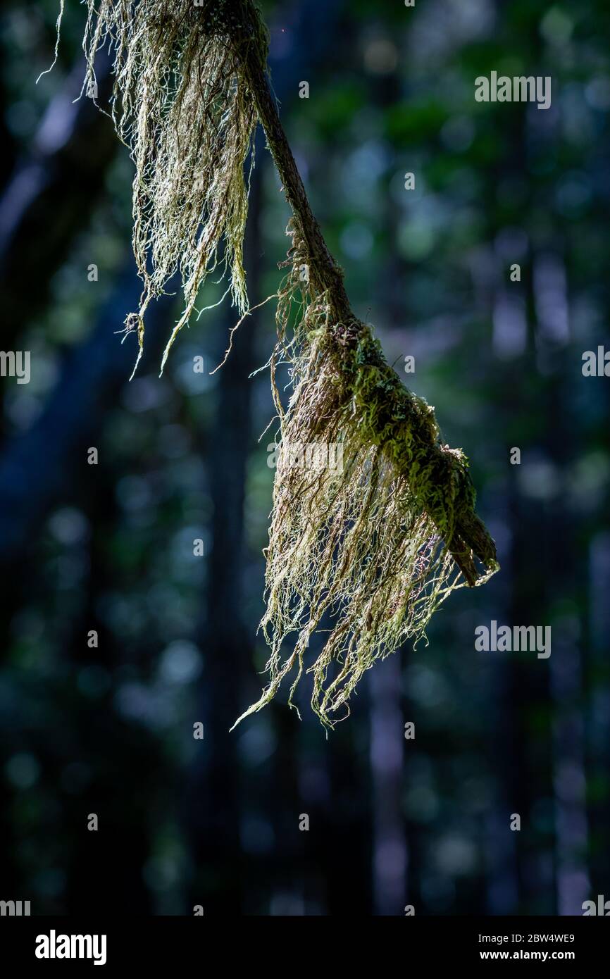 Old Man's Beard, Usnea sp., a type of moss-like lichen, growing on tree ...