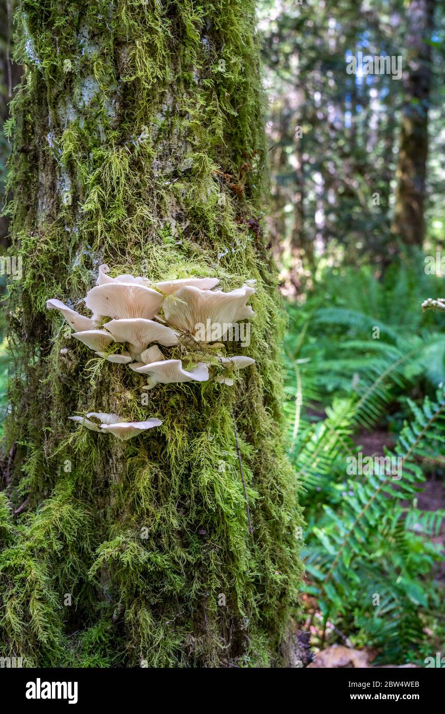 Oyster mushrooms, Pleurotus ostreatus, a Bracket Fungi, growing on mossy tree trunk, Hamilton ...